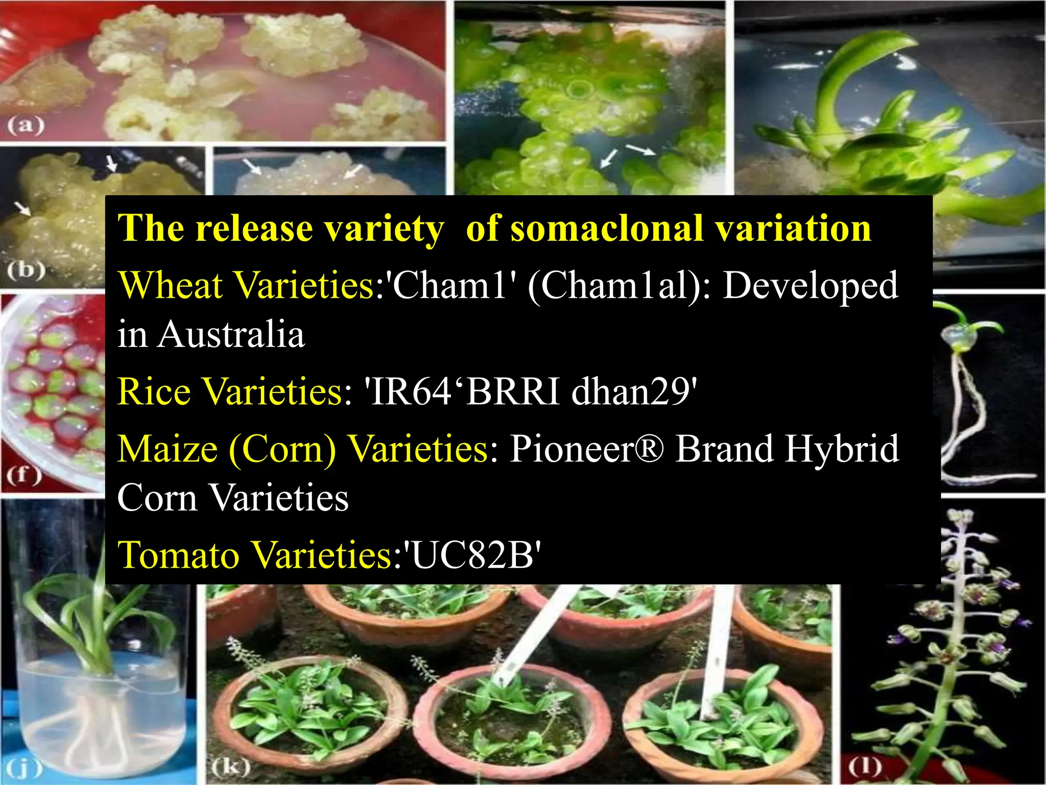 somaclonal_variation it,s crop improvment | PPTX