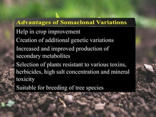 somaclonal_variation it,s crop improvment | PPTX