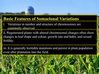 somaclonal_variation it,s crop improvment | PPTX