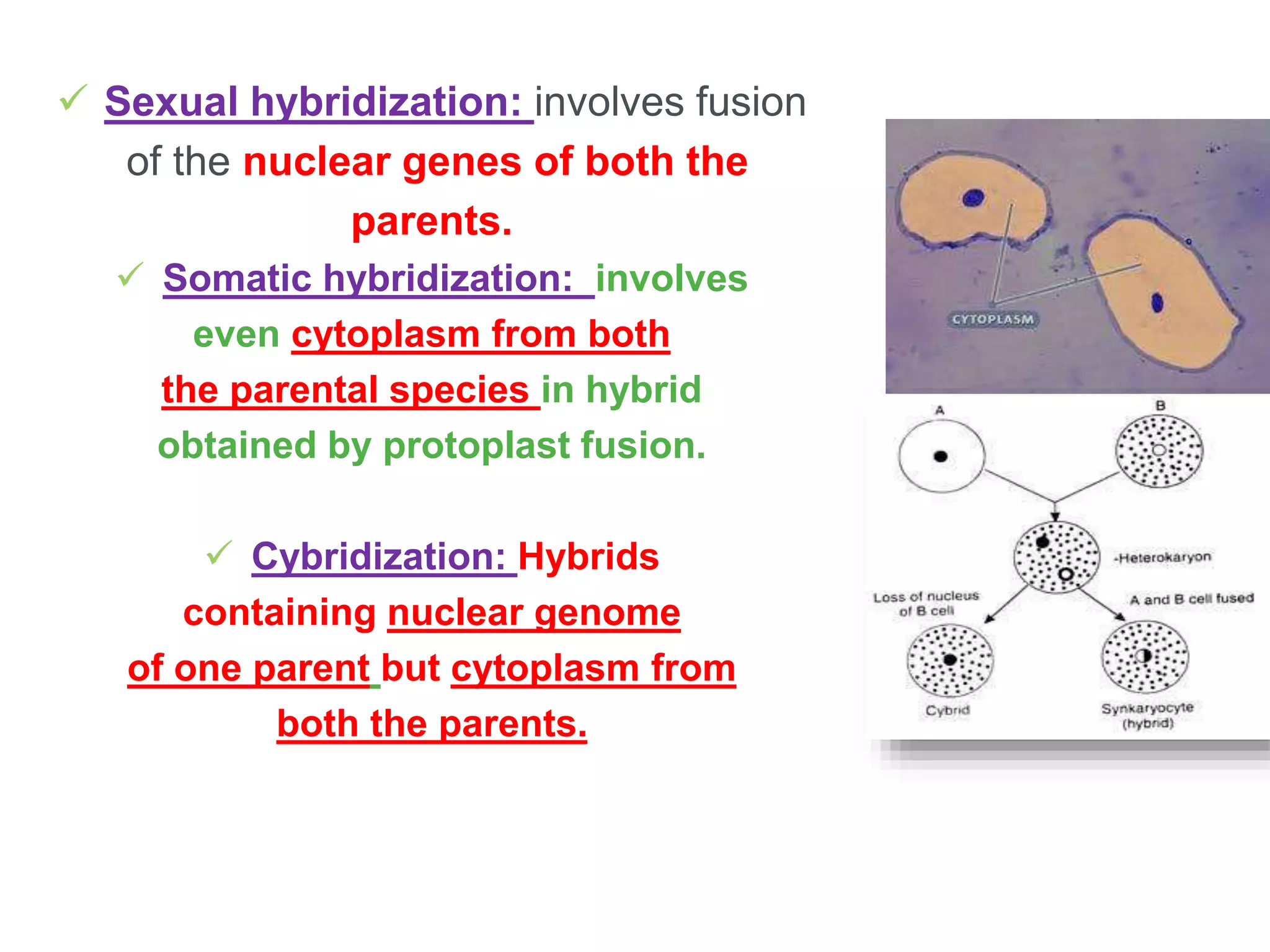 somatic Hybridization and it's significance | PPTX