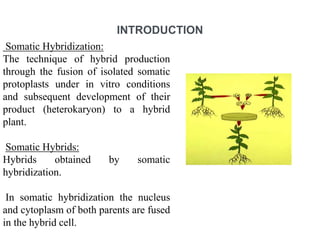 somatic Hybridization and it's significance | PPTX