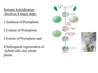 somatic Hybridization and it's significance | PPTX