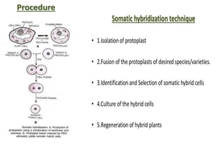 somatic Hybridization and it's significance | PPTX