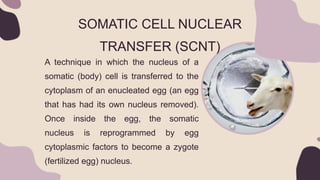 somatic-cell-nuclear-transfer-scnt_20240421_181131_0000-1.pptx