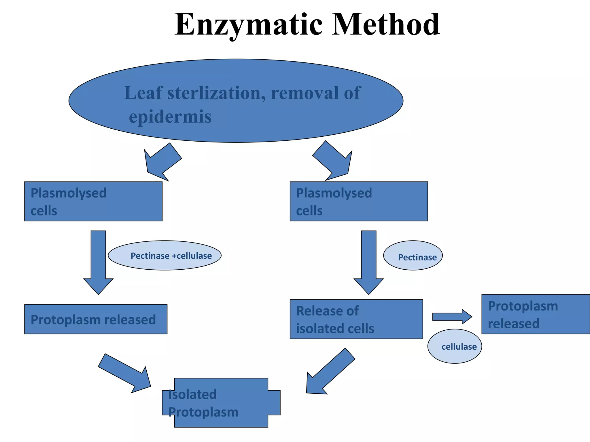 somatic-hybridization.ppt