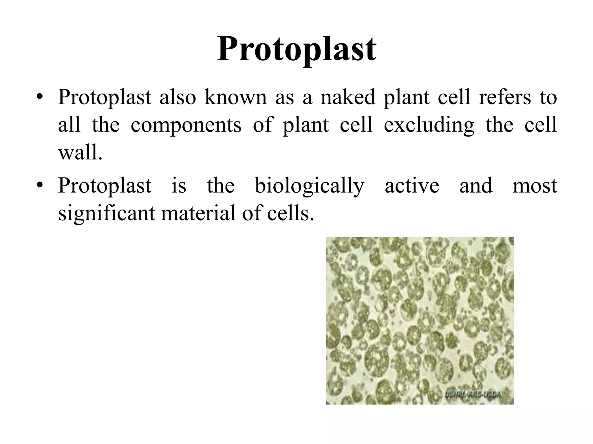 somatic-hybridization.ppt