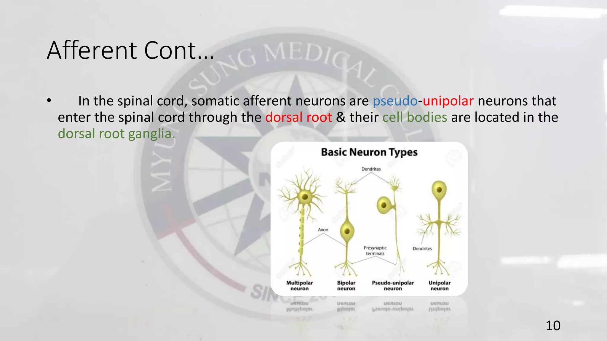 Somatic and visceral nerve fibers | PPTX