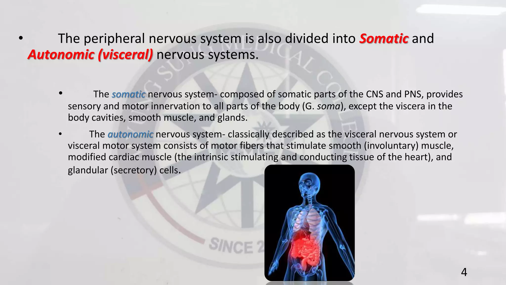 Somatic and visceral nerve fibers | PPTX