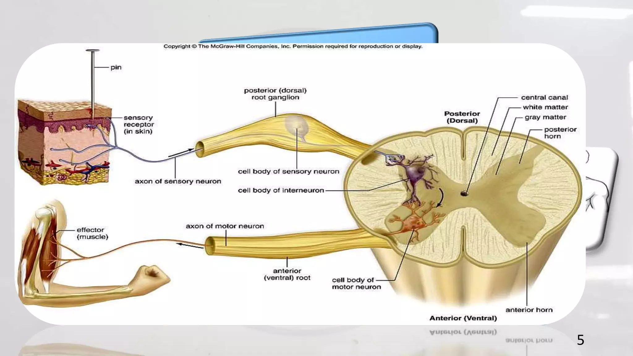 Somatic and visceral nerve fibers | PPTX