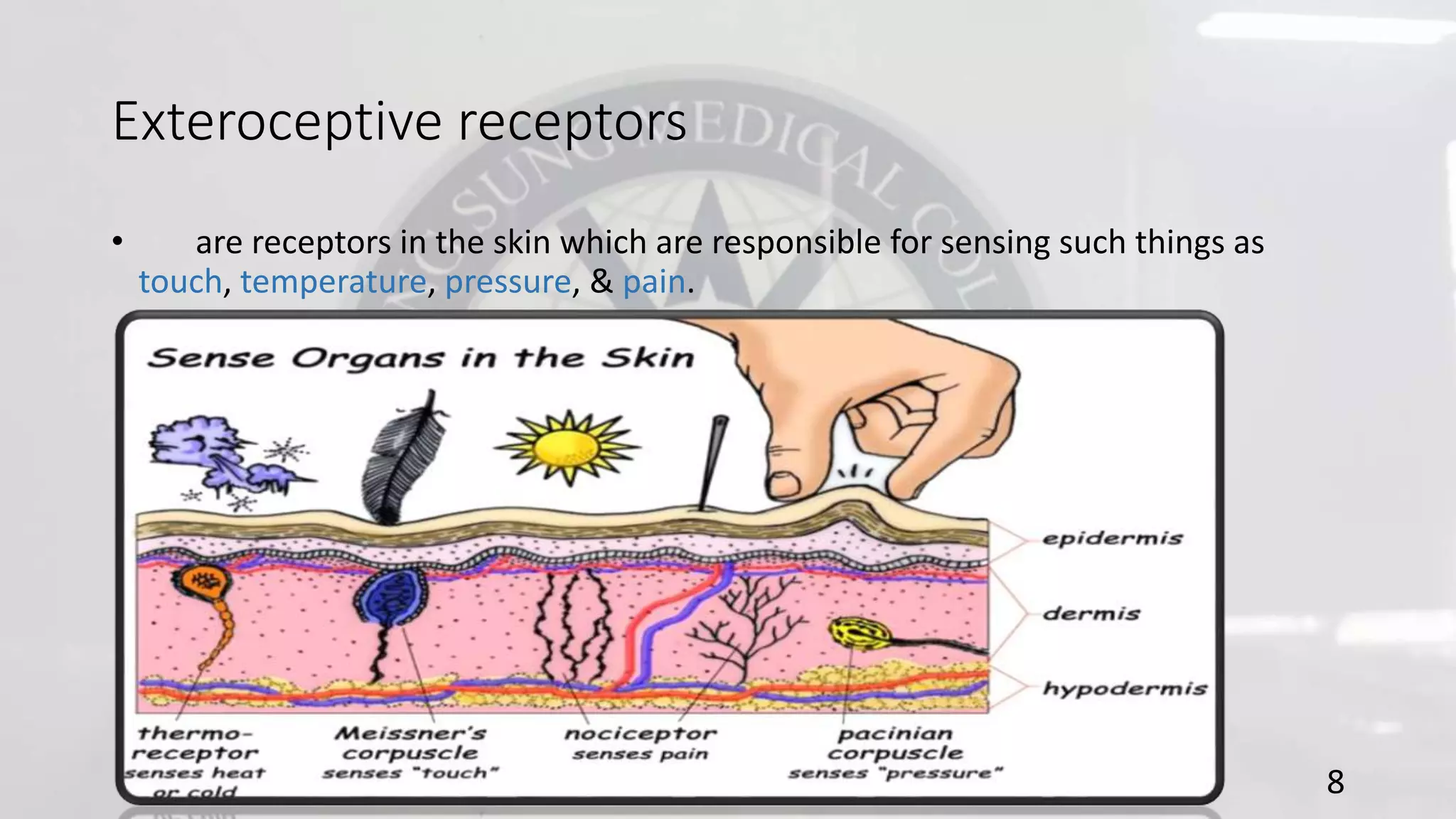 Somatic and visceral nerve fibers | PPTX