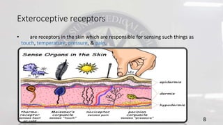 Somatic and visceral nerve fibers | PPTX