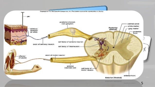 Visceral Motor