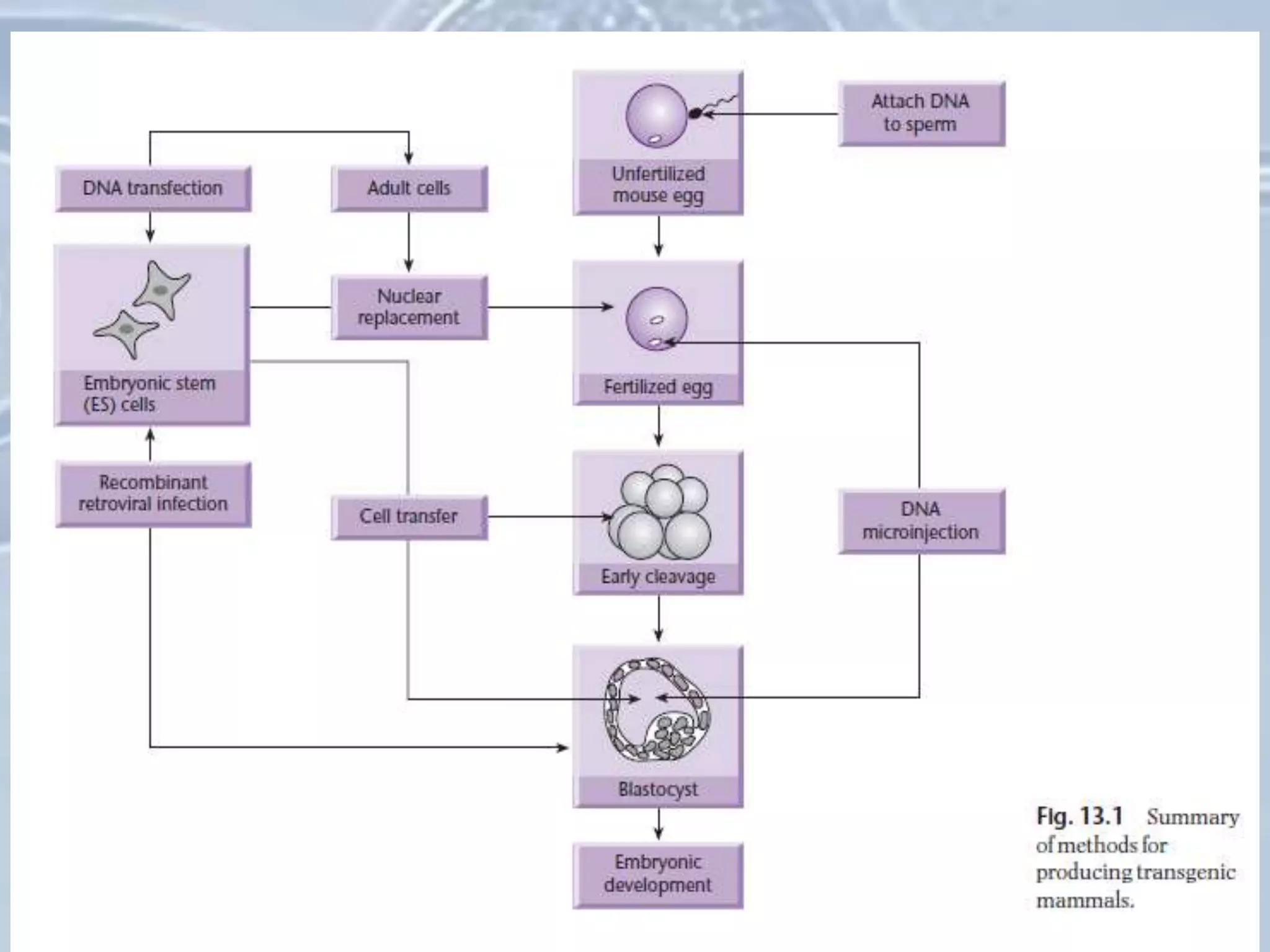 Somatic cell cloning | PPTX
