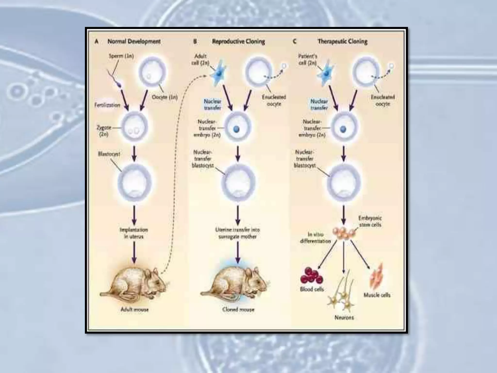 Somatic cell cloning | PPTX