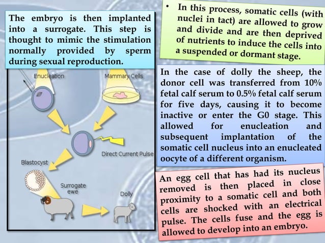 Somatic cell cloning | PPTX | Genetics | Science