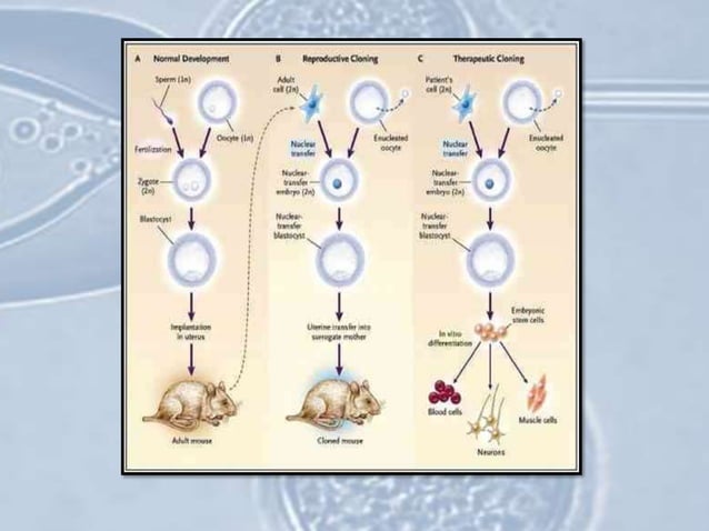 Somatic cell cloning | PPTX | Genetics | Science