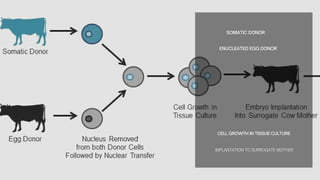 Somatic cell cloning | PDF