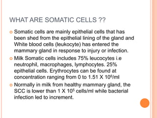 Somatic Cells