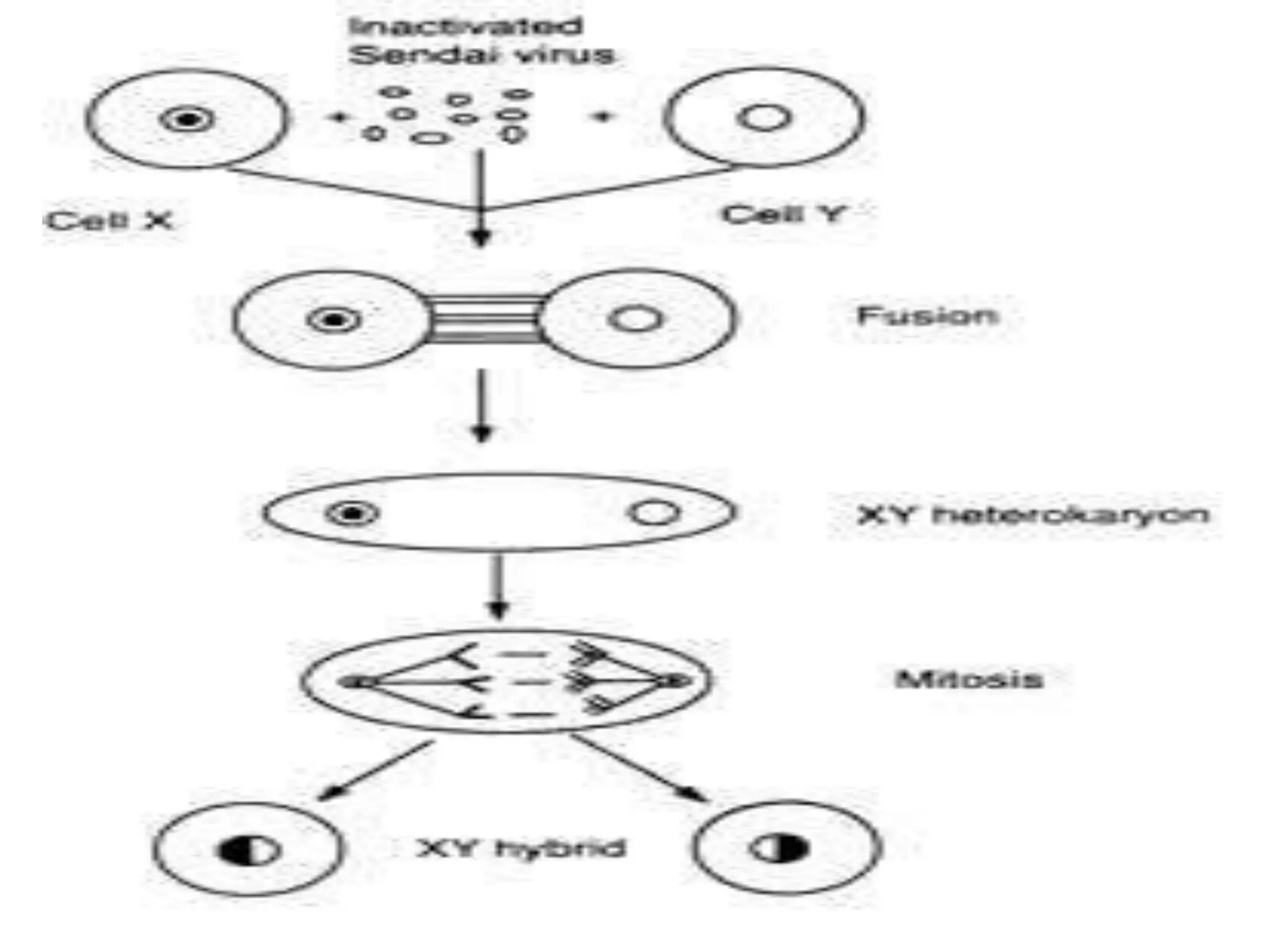 Somatic cell genetics | PPT