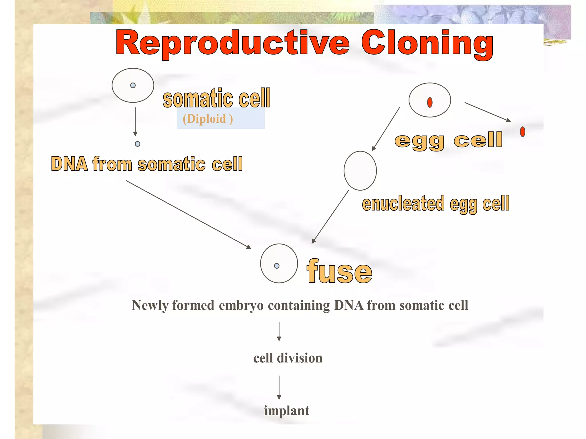 Somatic cell genetics | PPT