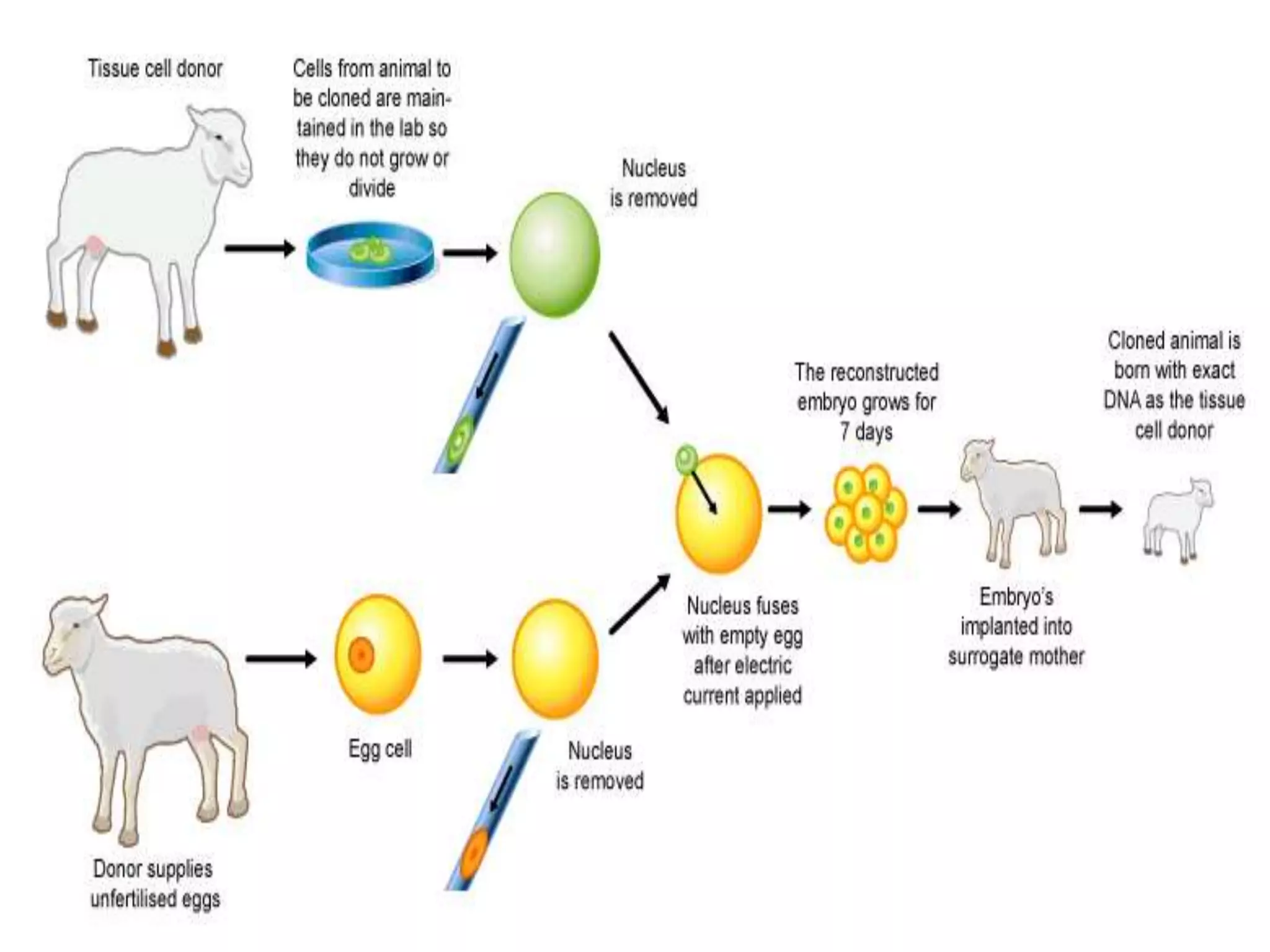 Somatic cell genetics | PPT