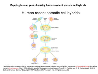 Somatic cell genetics | PPT