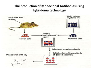 Somatic cell genetics | PPT