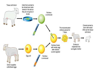 Somatic cell genetics | PPT