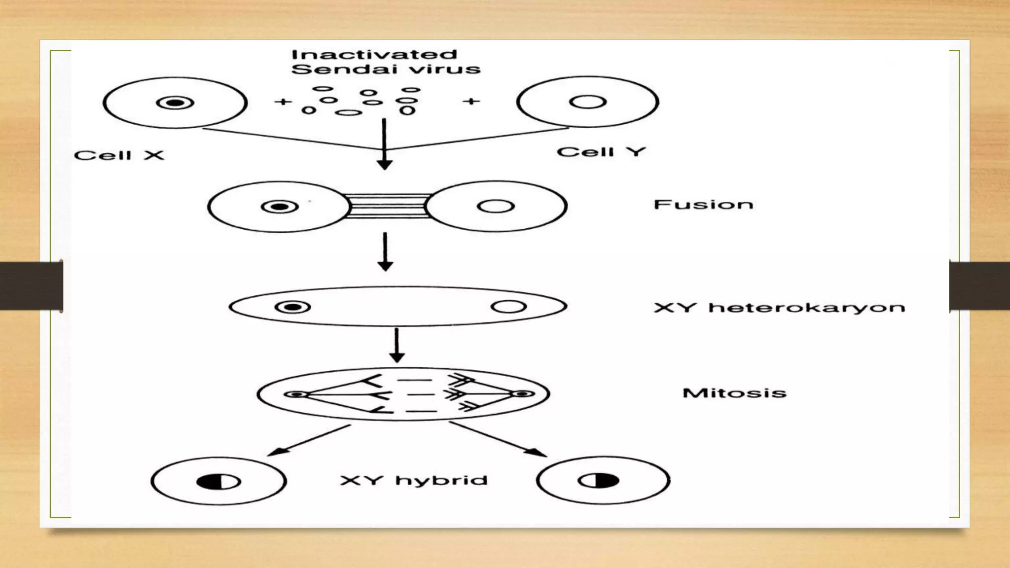 Somatic cell genetics by kk sahu | PPTX