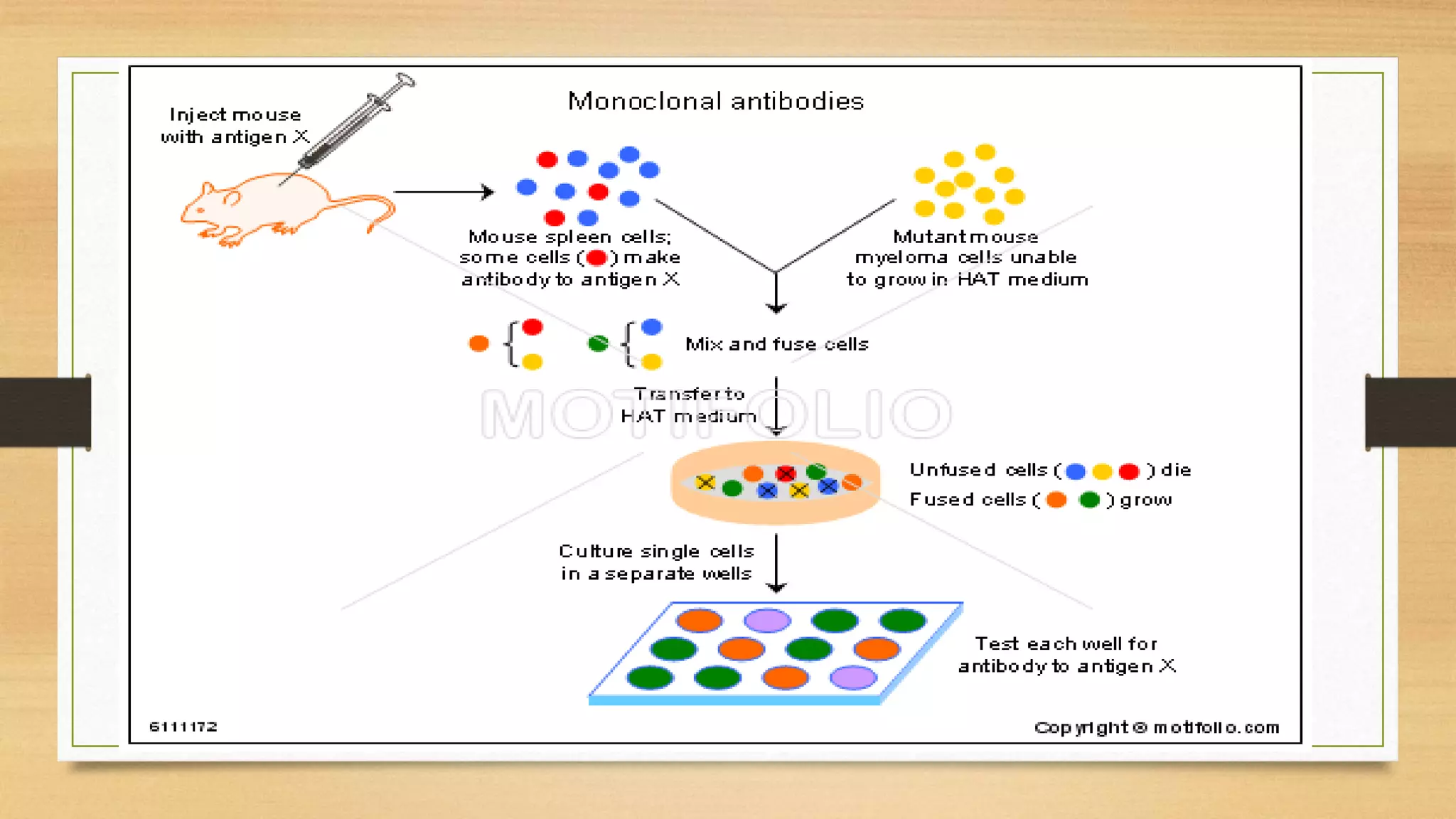 Somatic cell genetics by kk sahu | PPTX