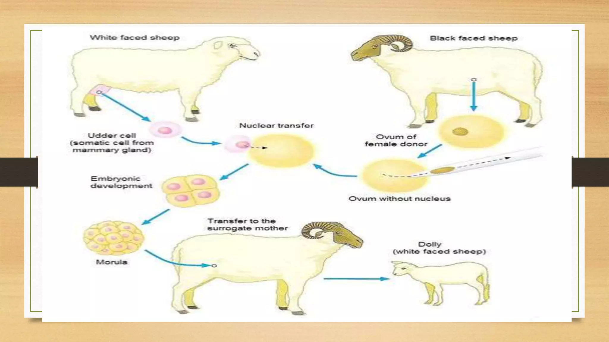 Somatic cell genetics by kk sahu | PPTX