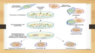 Somatic cell genetics by kk sahu | PPTX