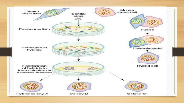 Somatic cell genetics by kk sahu | PPTX