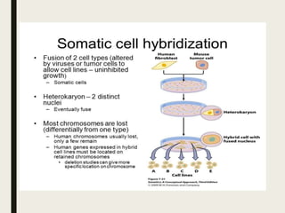 Somatic cell genetics | PPTX