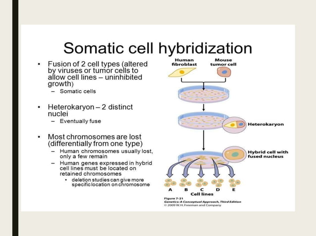 Somatic cell genetics | PPTX | Eye and Vision Conditions | Diseases and ...