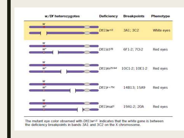 Somatic cell genetics | PPTX | Eye and Vision Conditions | Diseases and ...