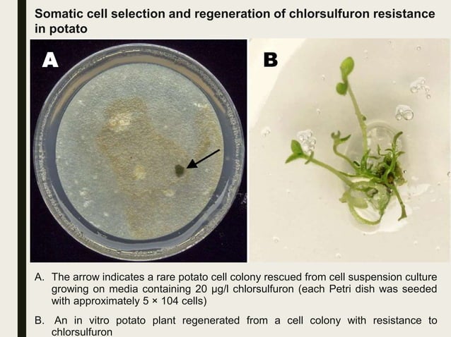 Somatic cell genetics | PPTX | Eye and Vision Conditions | Diseases and ...