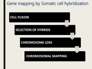 Somatic cell genetics | PPTX