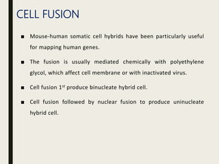 Somatic cell genetics | PPTX