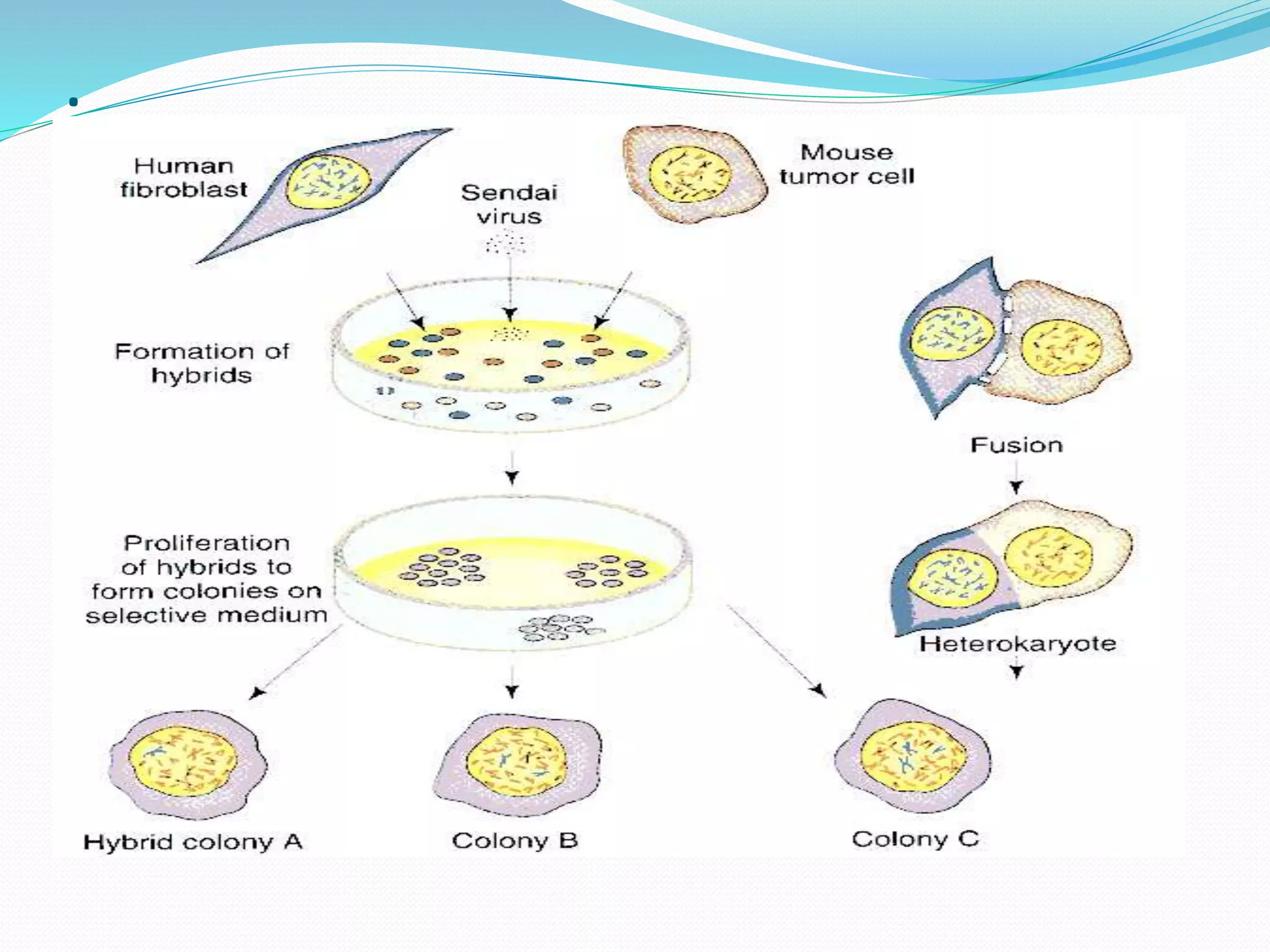 Somatic cell hybridization | PPTX