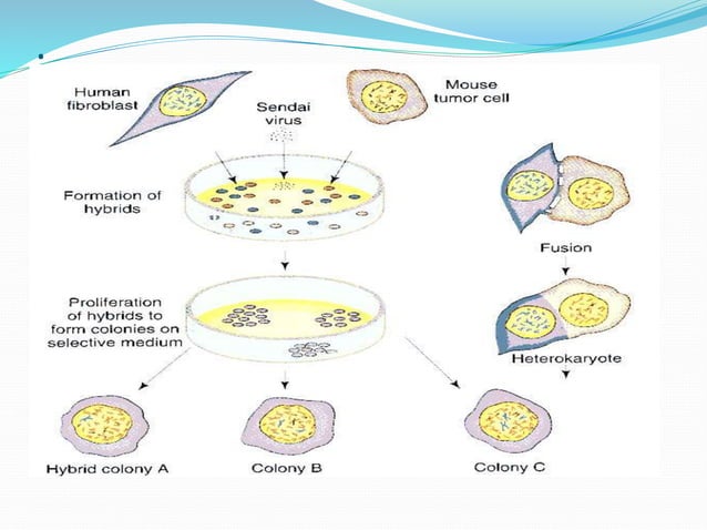 Somatic cell hybridization | PPTX | Biological Sciences | Science
