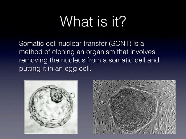 Somatic cell nuclear_transfer | KEY | Biological Sciences | Science