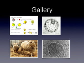 Somatic Cell Nuclear Transfer Diagram