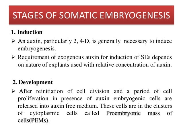 Somatic embryogenesis .pptx 1