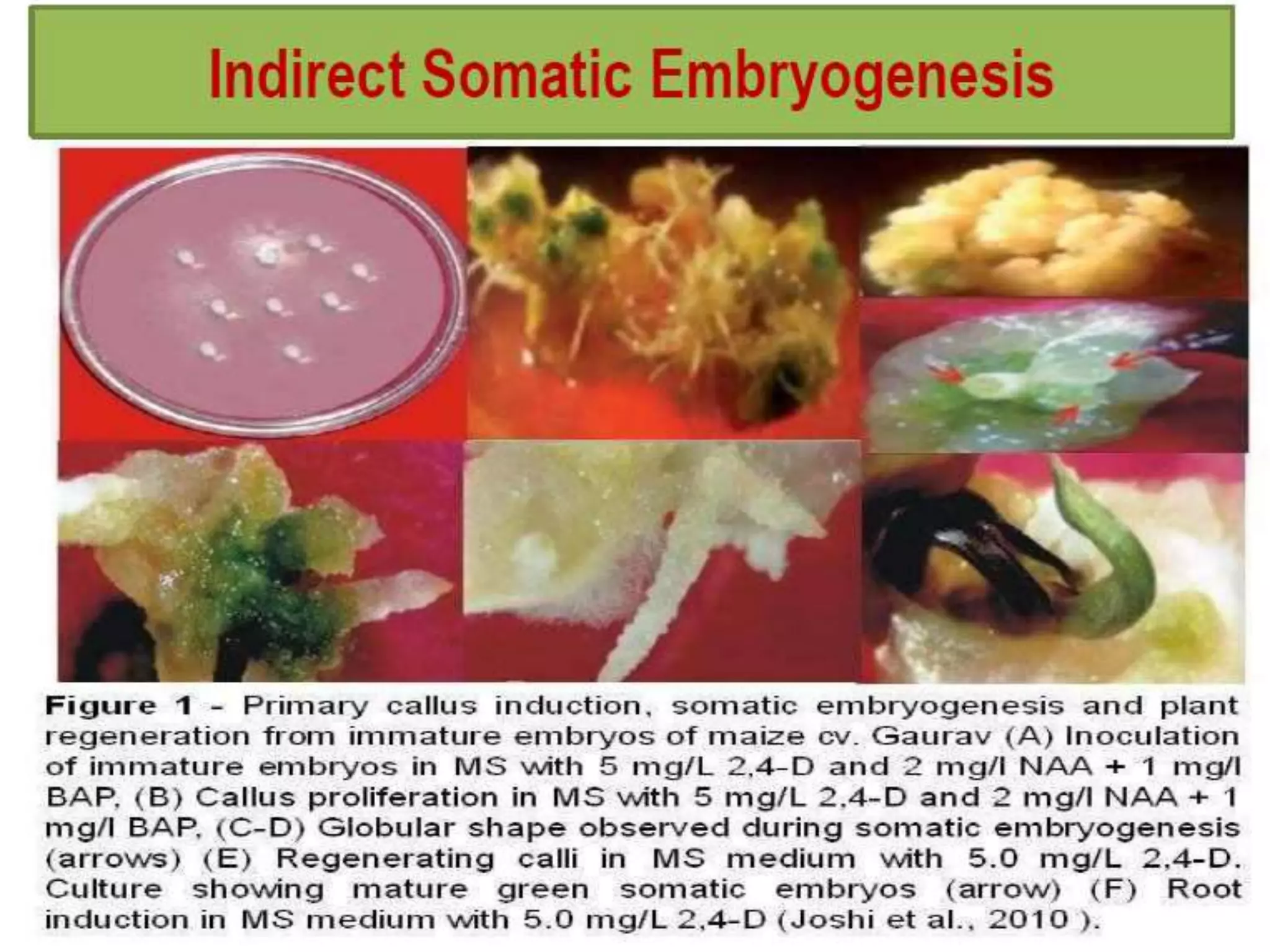 Somatic embryogenesis | PPTX