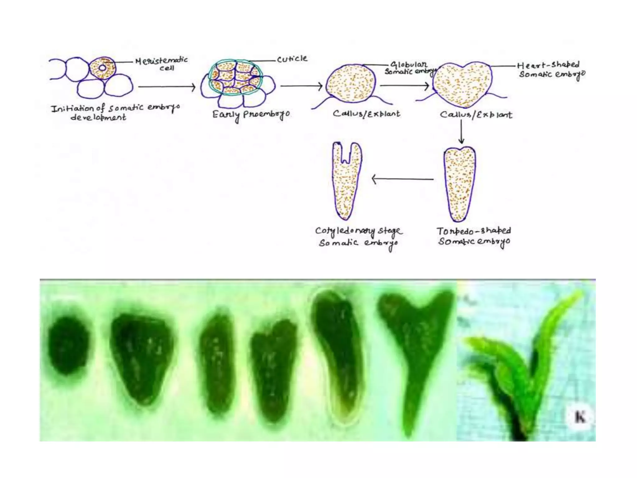 Somatic embryogenesis | PPTX