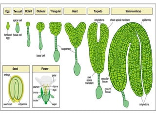 Somatic embryogenesis | PPTX