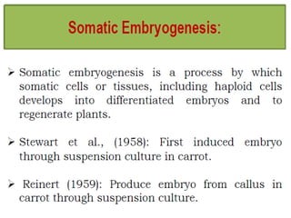 Somatic embryogenesis | PPTX | Infertility | Reproductive Health