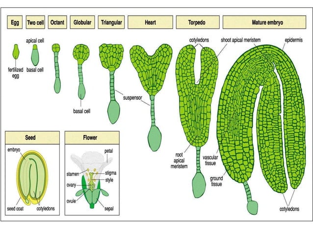 Somatic embryogenesis