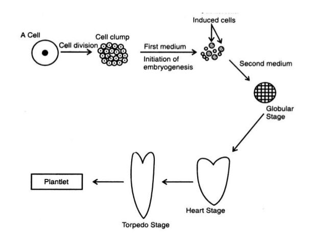 Somatic embryogenesis